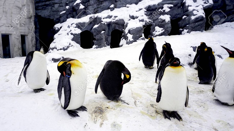 Ижил хүйстэн оцон шувуудын "Бахархлын сар" - Eguur.MN