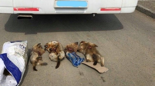 Нийслэл рүү тарваганы нойтон тулам нэвтрүүлэх гэж байжээ Eguur Mn