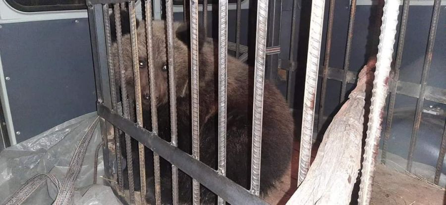 Малчны хотонд орж ирсэн бамбаруушийг Улсын хамгаалалттай газарт тэжээнэ - Eguur.MN