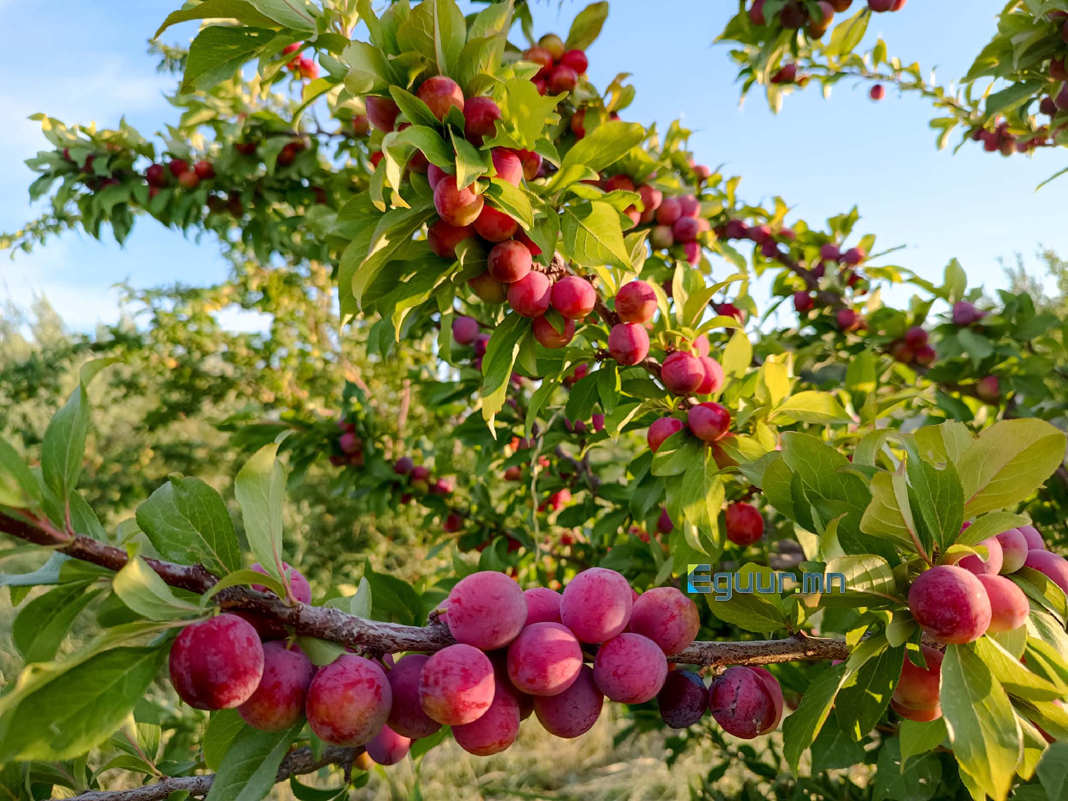 ҮЙЛДВЭРЛЭГЧ: Ховдын Булган суманд 20 жил алим, чавга тариалж буй ГЭР БҮЛ - Eguur.MN