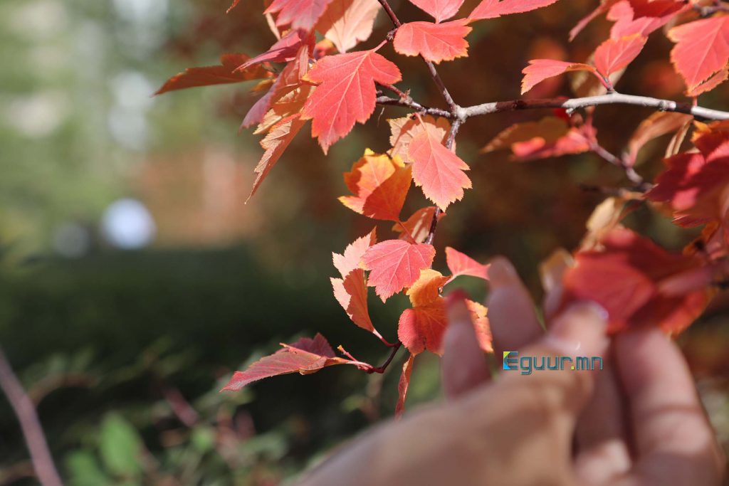 Улаанбаатарт 10 хэм дулаан байна - Eguur.MN