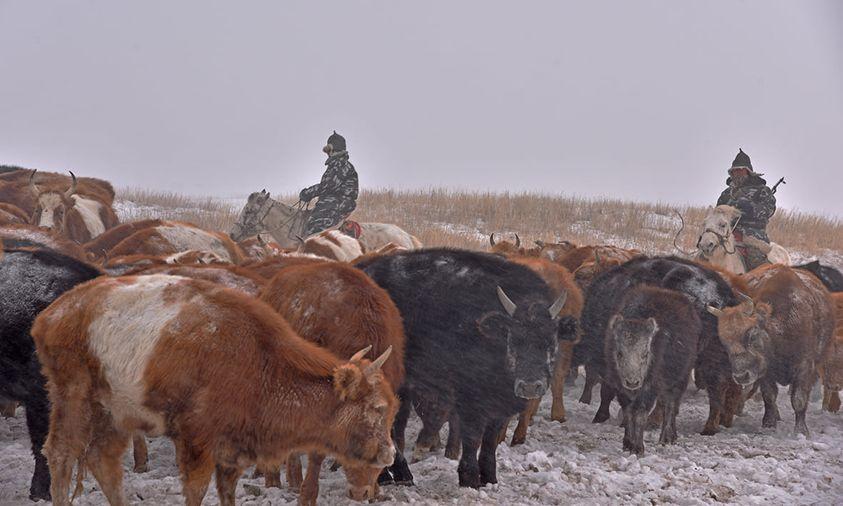Хилчид шуурганд уруудсан 5500 толгой малыг тогтоож, эздэд нь өгчээ - Eguur.MN