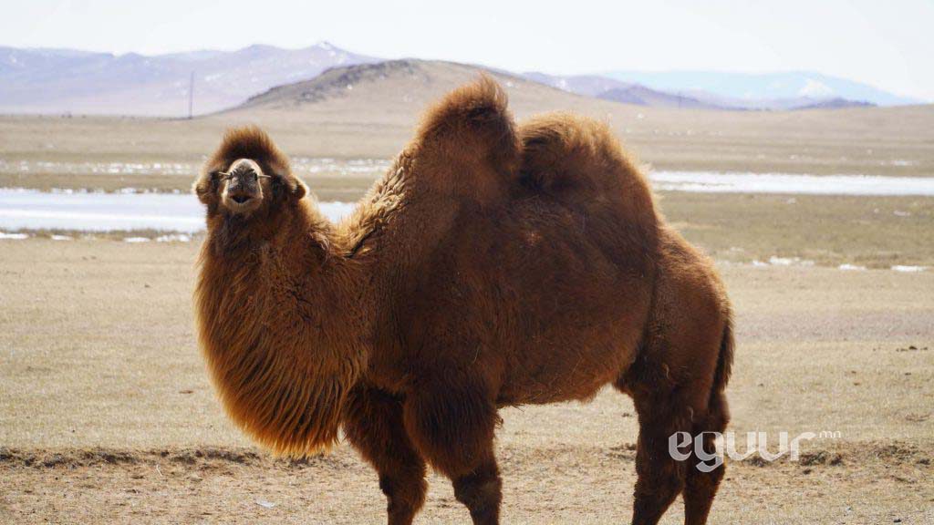 ҮСХ Хонины үнэ ₮11 мянгаар өсөж тэмээний үнэ 110 мянгаар буурчээ Eguur Mn