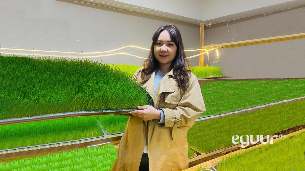 Усан дээрх хөрсгүй тариалалт эрхлэгч Ө.Эрдэнэтунгалаг: Малд ашигтай ногоон тэжээл 7 хоногт л ...