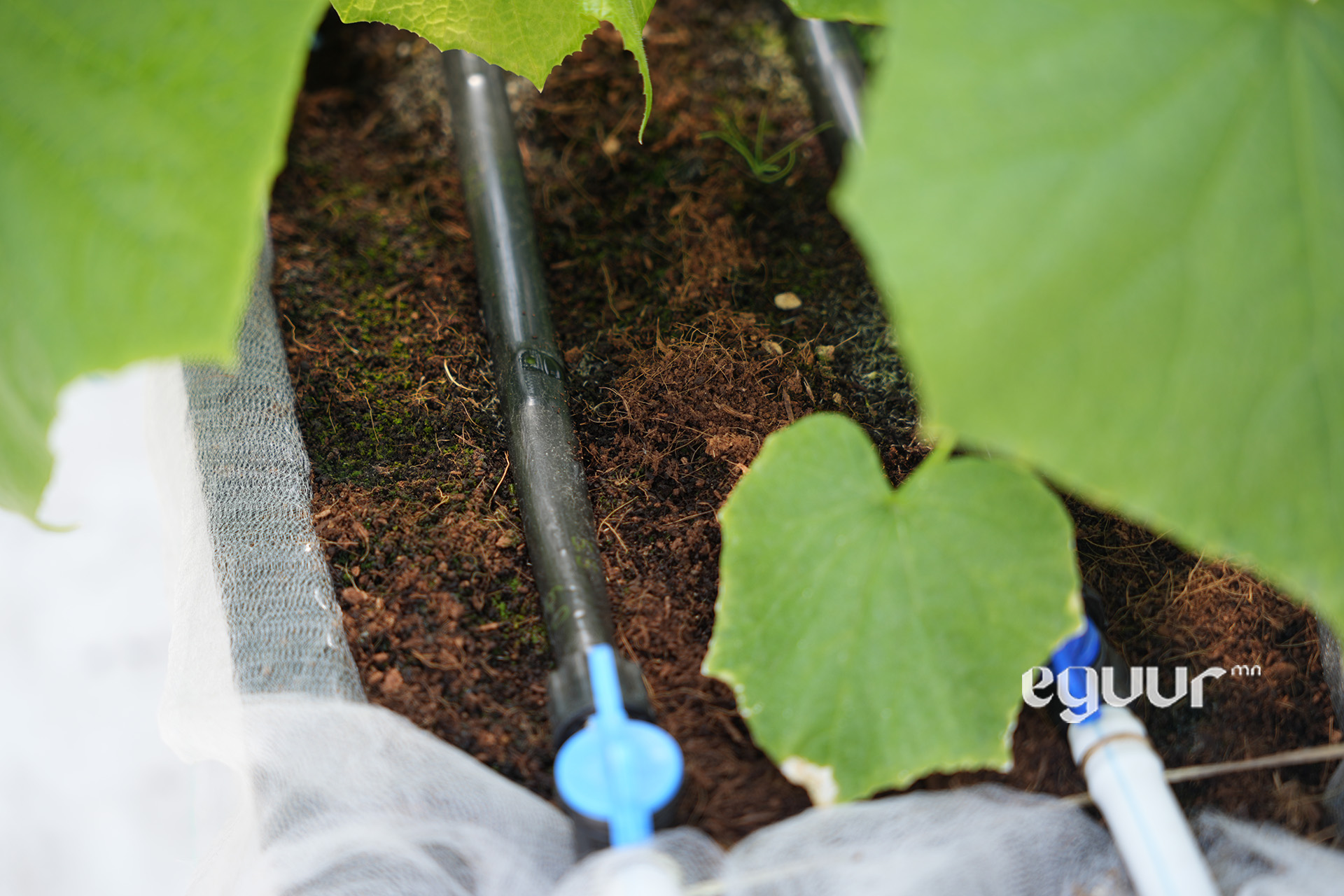 Сурвалжилга: Автомат системээр ажиллаж, дөрвөн улирал ургац өгдөг ...