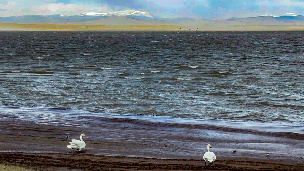 Тодруулга: Ширгээд 52 жил болсон Цойцон нуурыг сэргээхэд 1.4 тэрбумыг зарцуулсан - Eguur.MN