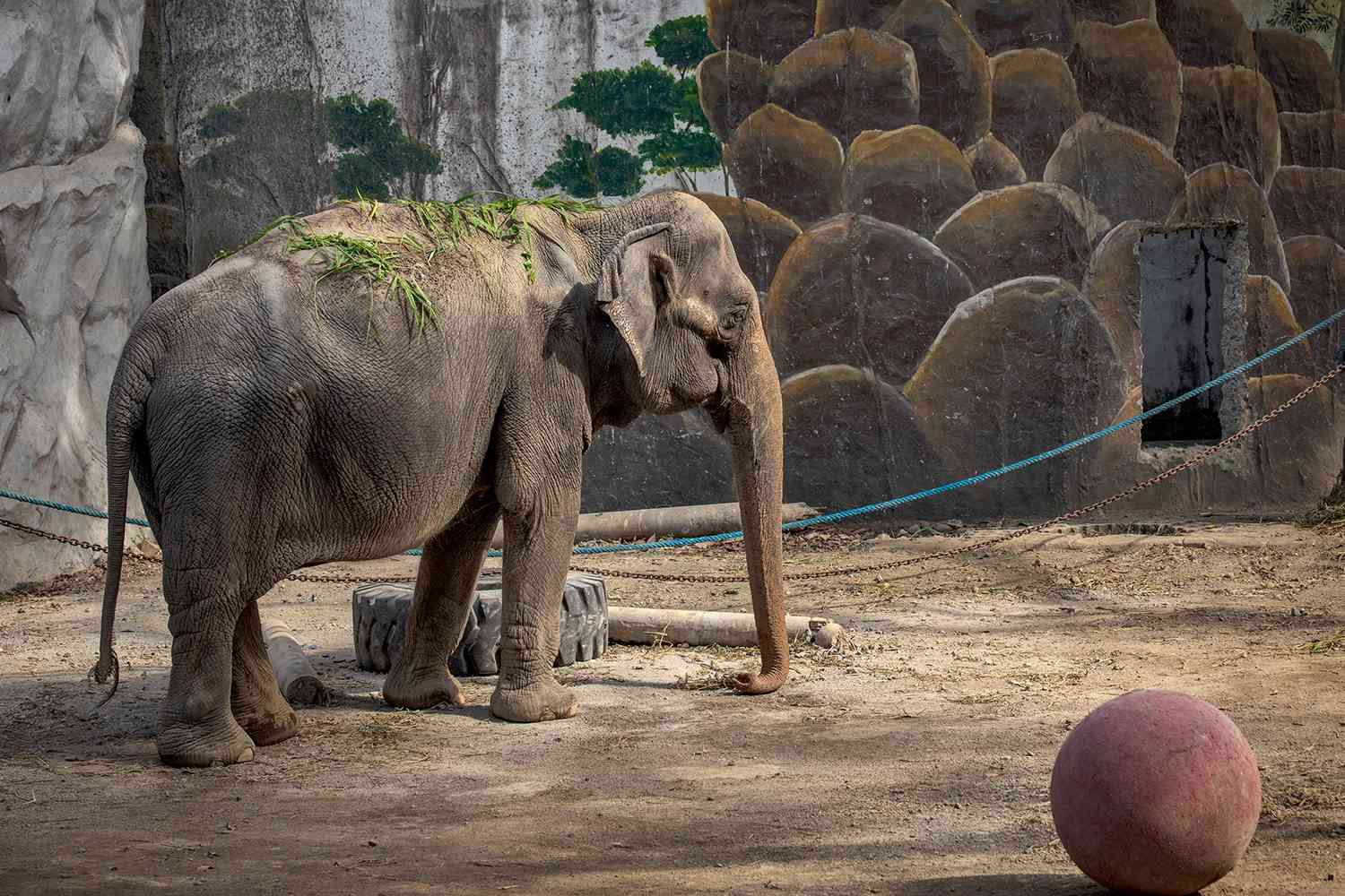 Дэлхийн хамгийн "ганцаардмал" заан үхжээ - Eguur.MN