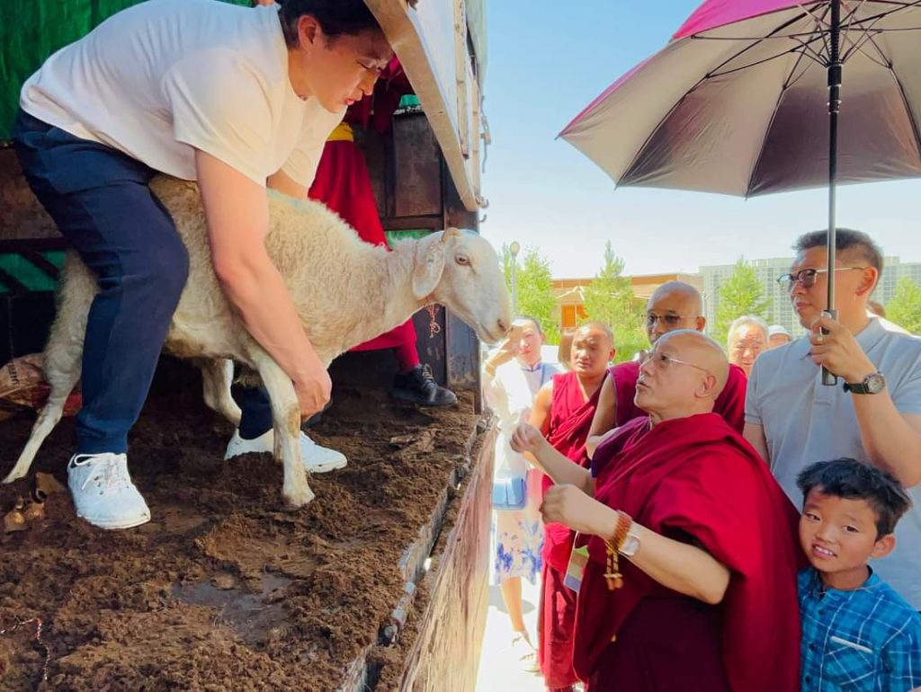 Далай ламын төрсөн өдрөөр Наро Банчэн гэгээнтэн 51 малын амийг аварлаа - Eguur.MN