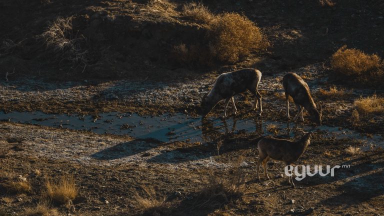 Фото: Говийн их дархан цаазат газрын А хэсгээс - Eguur.MN