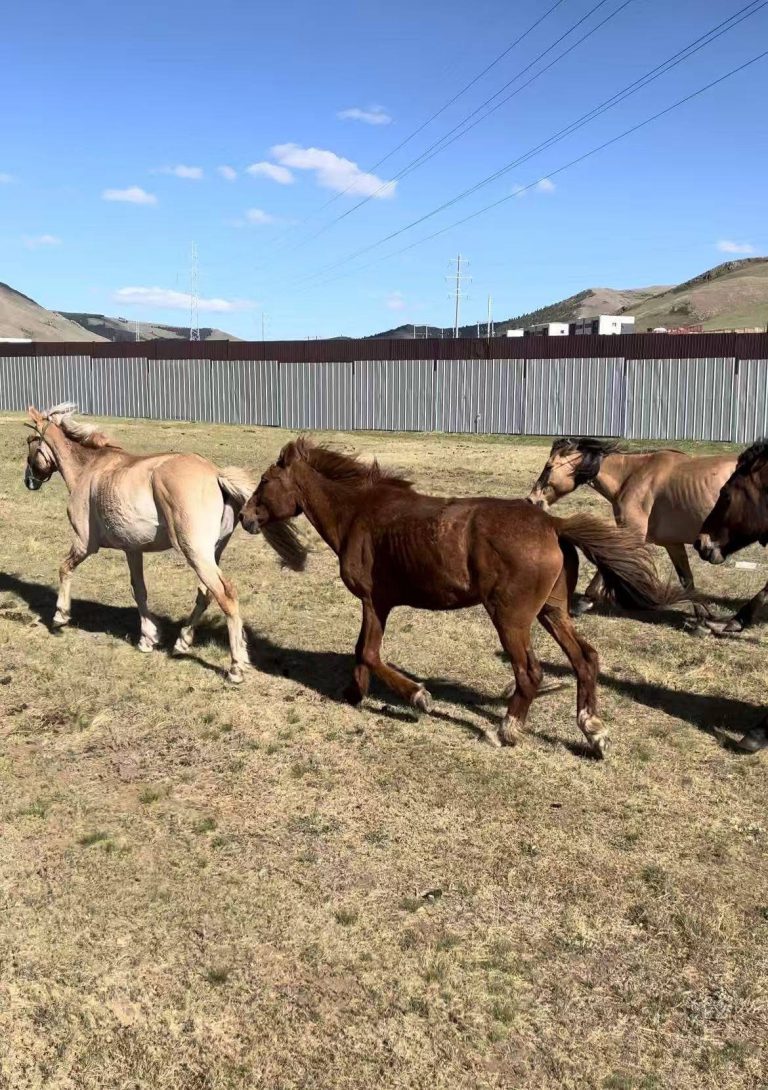 Морьт харвааны 18 морьдыг хулгайлсан хэрэг гарчээ - Eguur.MN