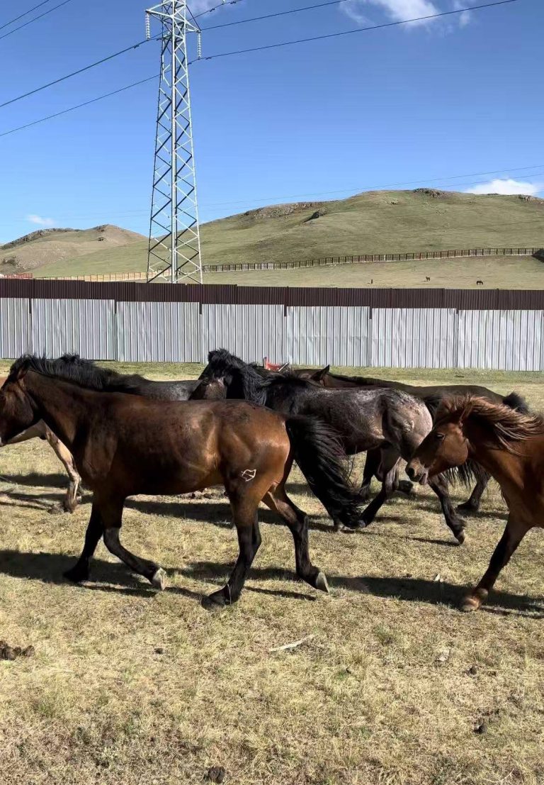Морьт харвааны 18 морьдыг хулгайлсан хэрэг гарчээ - Eguur.MN